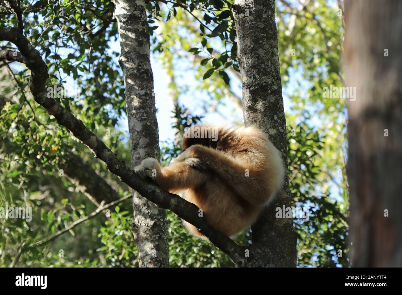 Low angle shot of a sad and lonely monkey sitting on the branch of a ...