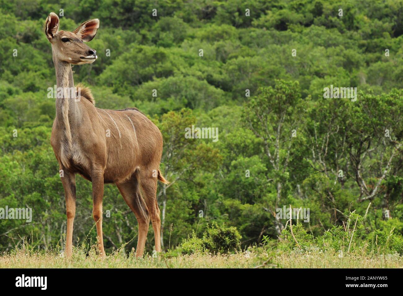 Magnificent exotic deer standing in front of a tree covered hill Stock ...