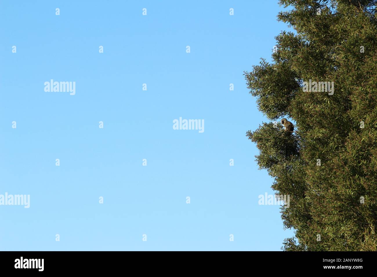 Low angle shot of a monkey sitting alone on the branch of a tree under ...