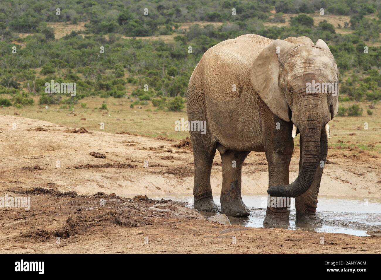 Wet and muddy elephant playing around in a puddle of water in the ...