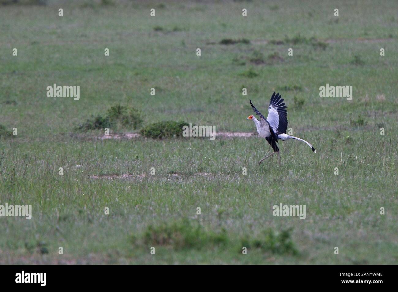 Secretary bird flying hi-res stock photography and images - Alamy