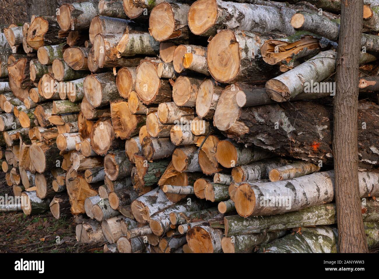 Large pile of cut birch trees logs in the forest Stock Photo - Alamy