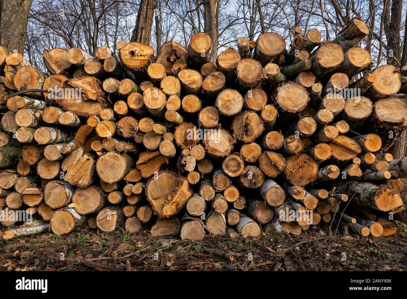 Cut forest hi-res stock photography and images - Alamy