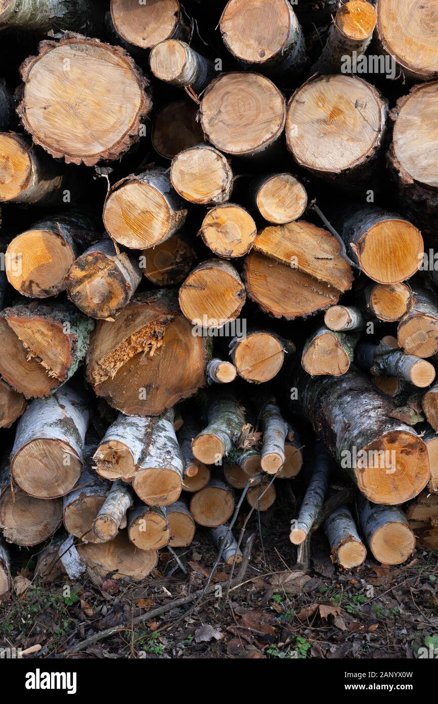 Large pile of cut birch trees logs in the forest Stock Photo - Alamy