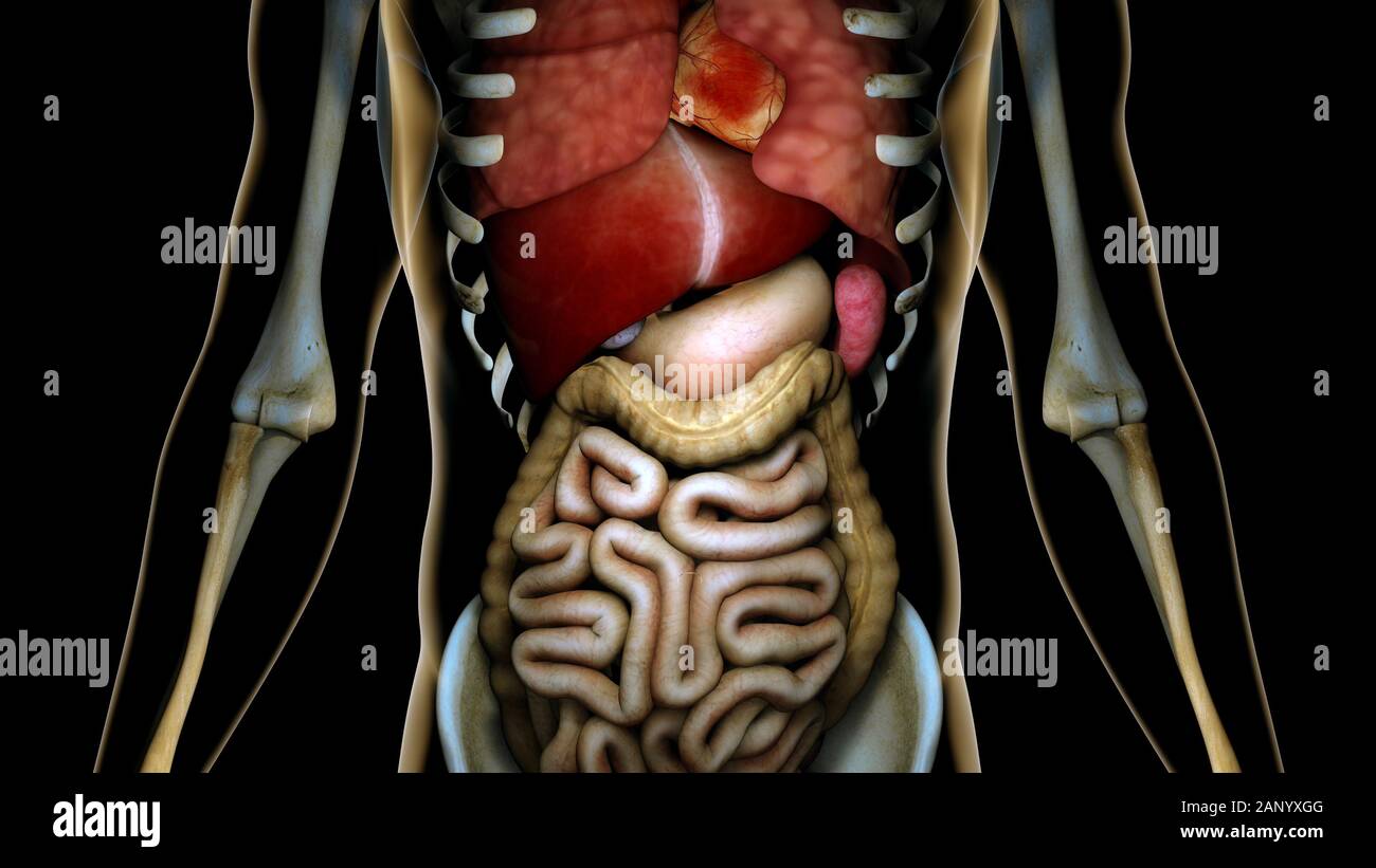 Healthy Internal Organs in a Transparent Human Body Anatomical 3D ...