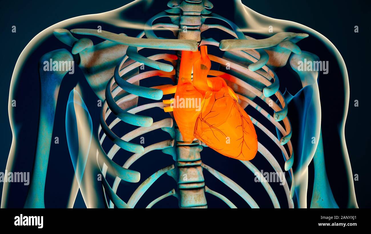 Human Body Transparent Heart Modern Anatomical 3D Illustration Stock ...
