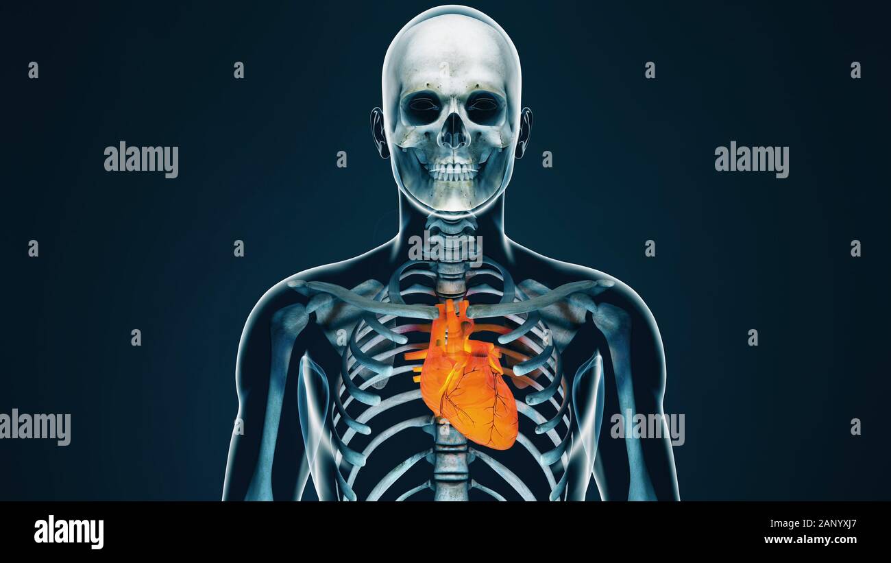 Human Body Transparent Heart Modern Anatomical 3D Illustration Stock ...