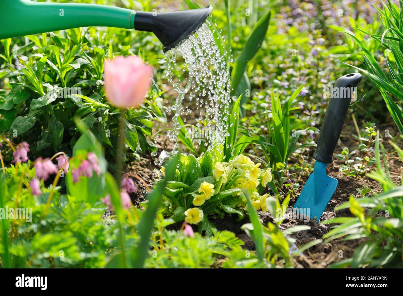 Spring flowers in flowerbed in garden, planting and watering Stock ...