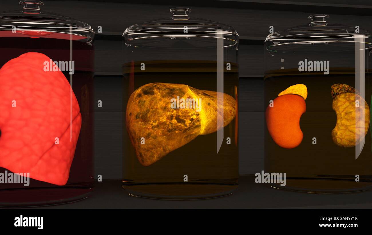 Human Organs in Science Laboratory Glasses 3D Illustration Stock Photo ...