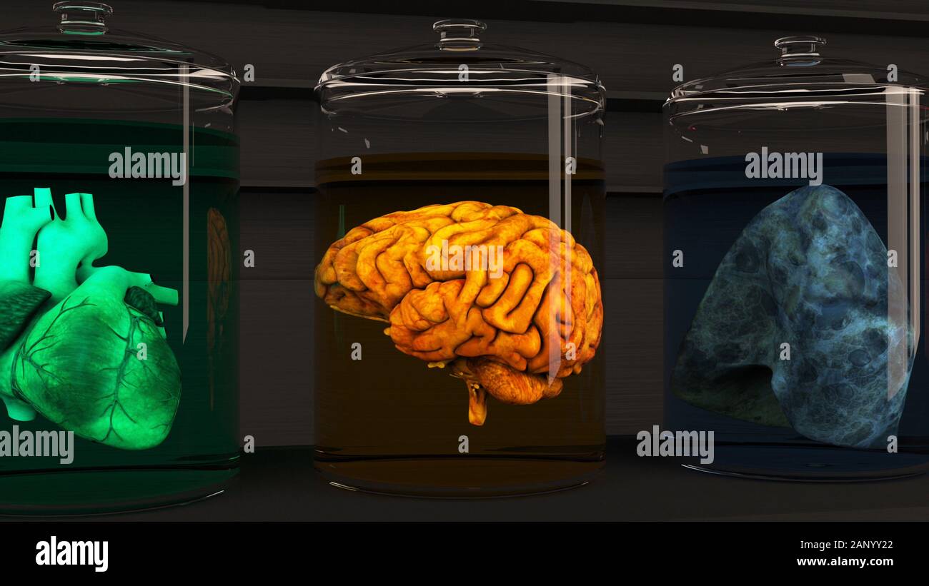 Human Organs in Science Laboratory Glasses 3D Illustration Stock Photo ...