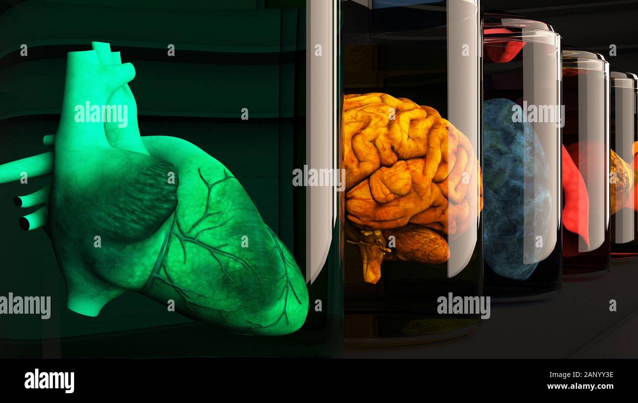 Human Organs in Science Laboratory Glasses 3D Illustration Stock Photo ...