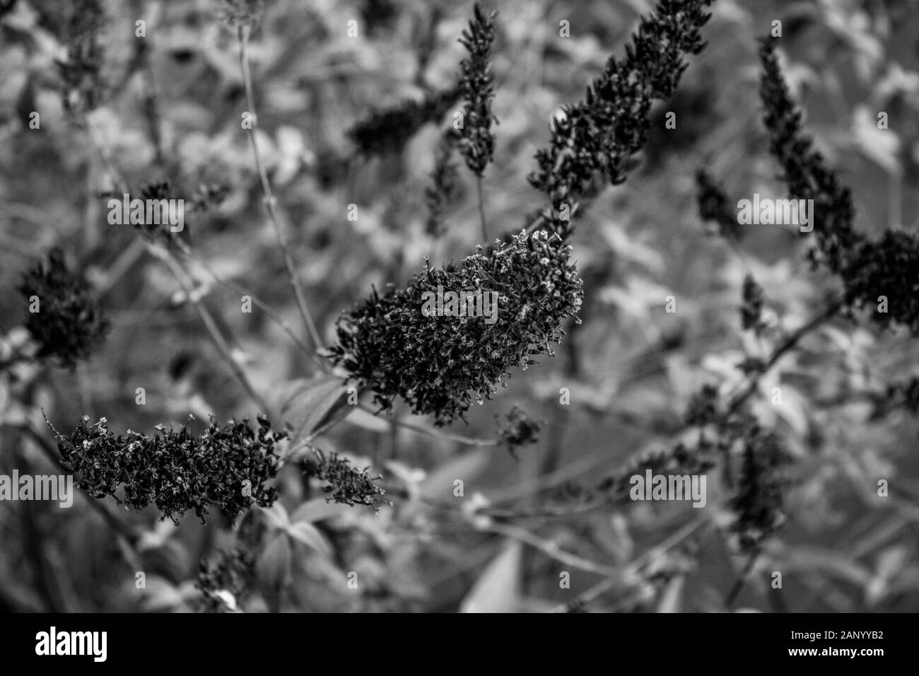 Buddleia shrub Black and White Stock Photos & Images - Alamy