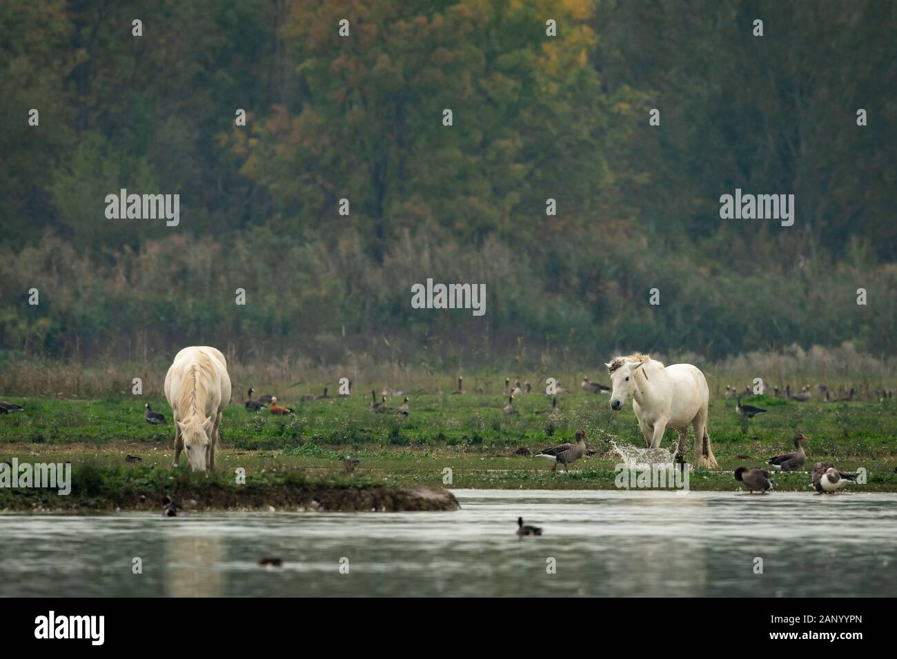 A white Camargue horse walking through marsh (Grado, Italy Stock Photo ...