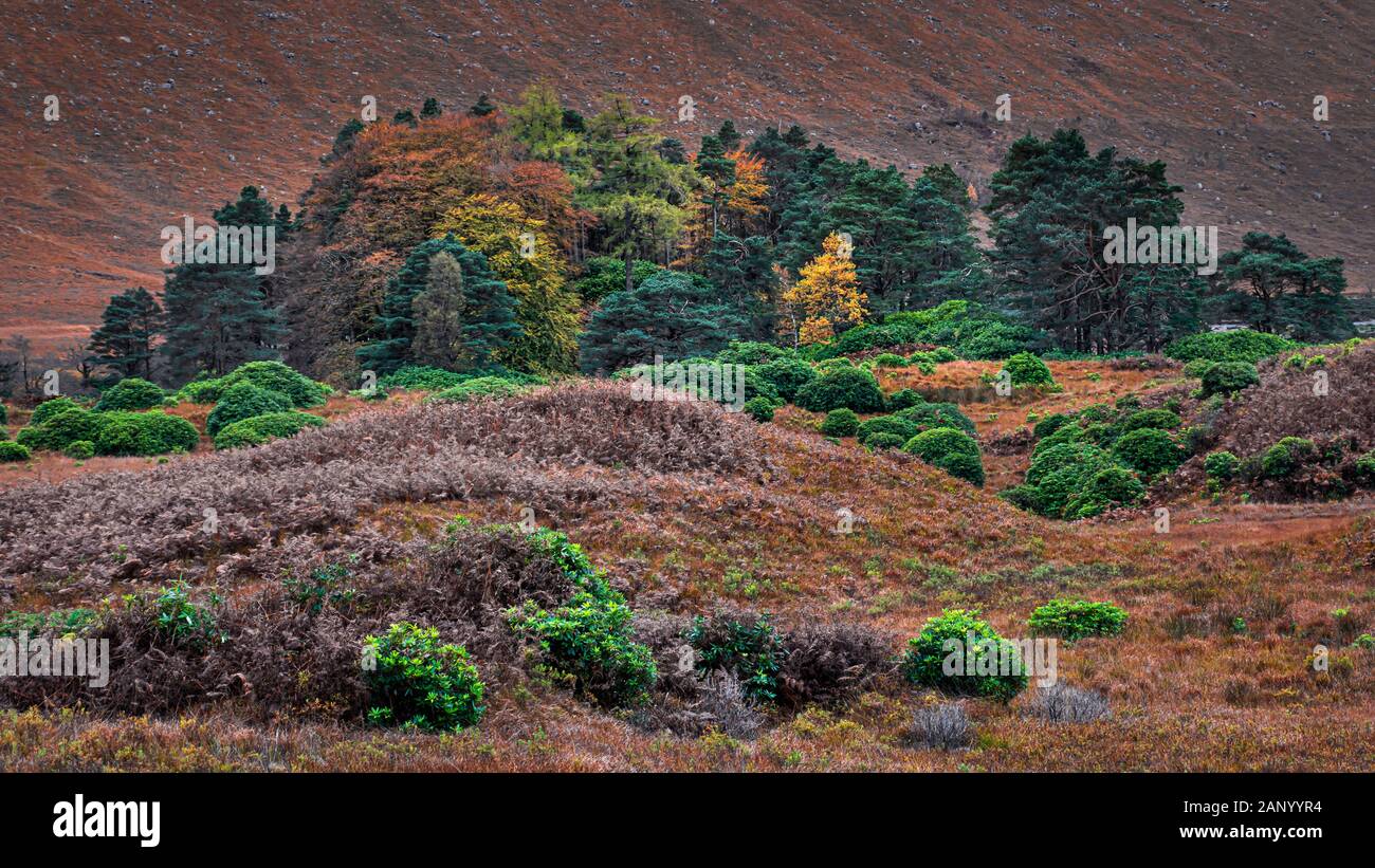 Trees with leaves changing colour growing in scenic valley and hill ...
