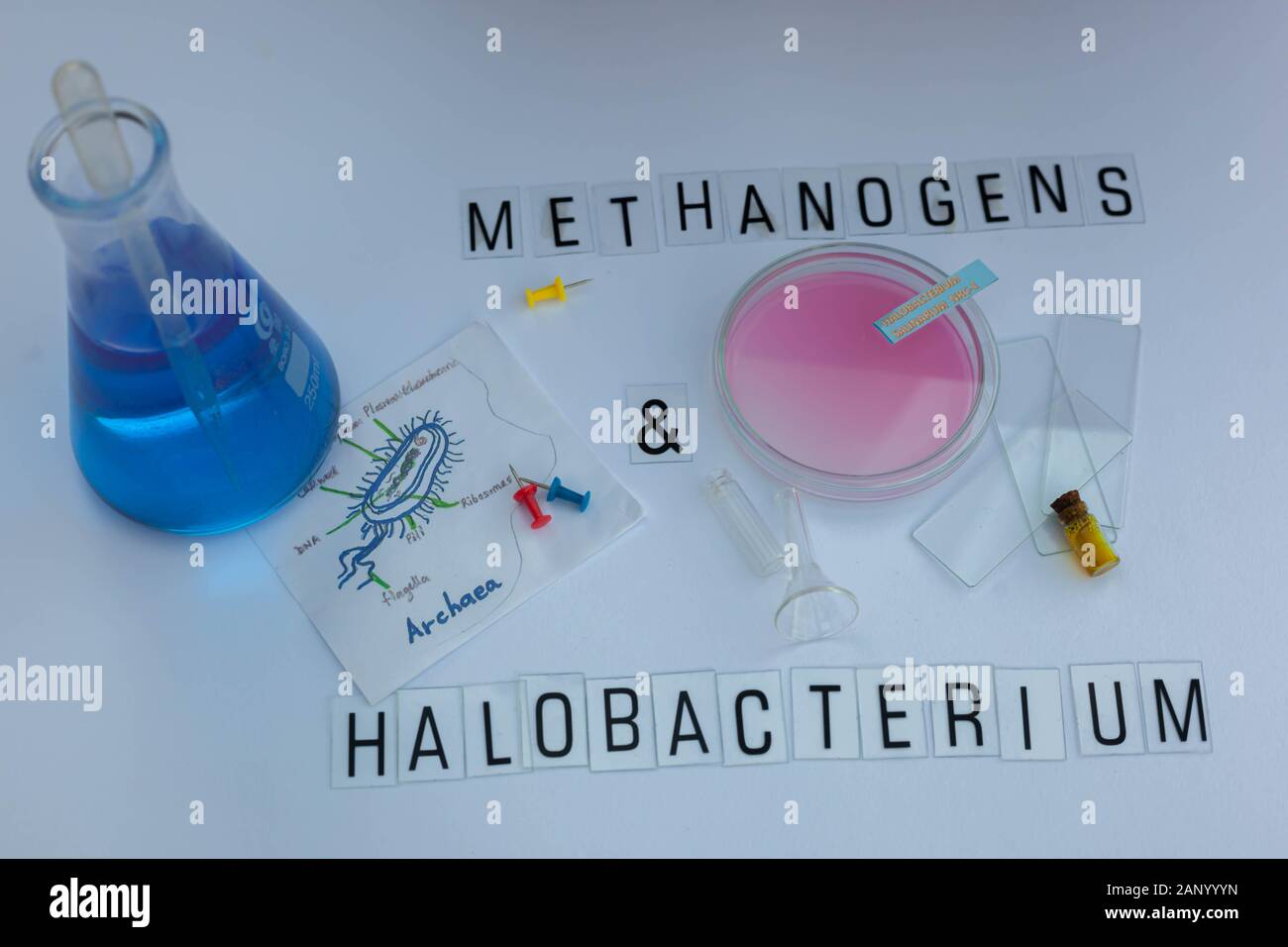 Science And Microbiology Still Life On Theme Of Methanogens
