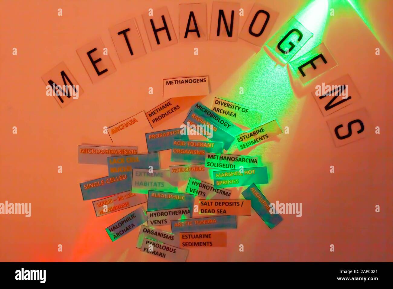 Methanogens Scientific Name