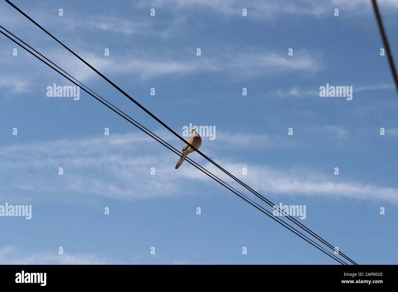 Pigeon sitting on a telephone cable Stock Photo - Alamy