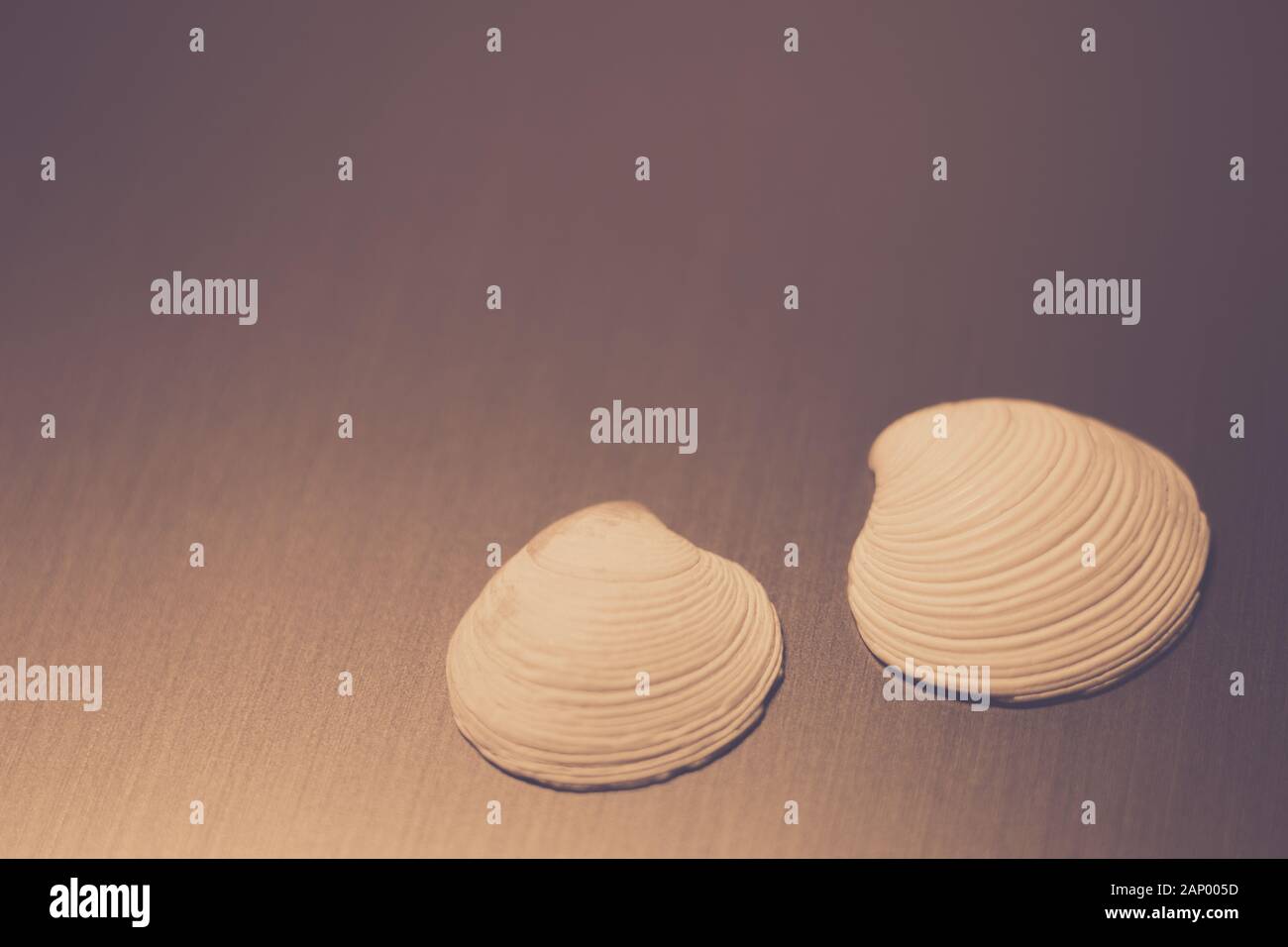 Two sea shells lie on a gray metal surface Stock Photo - Alamy