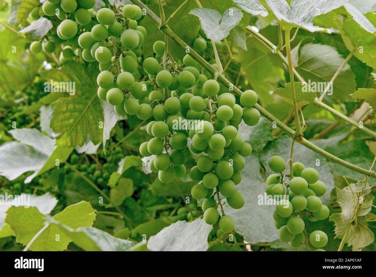 Close-up growing clusters of grapes are in green shadow under lush ...
