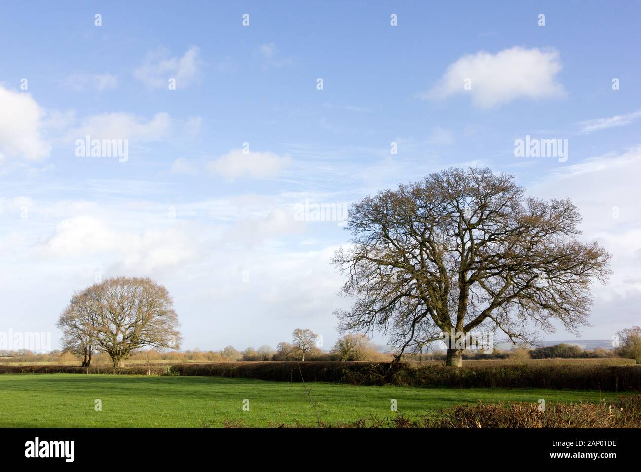 Farmland with trees Stock Photo - Alamy