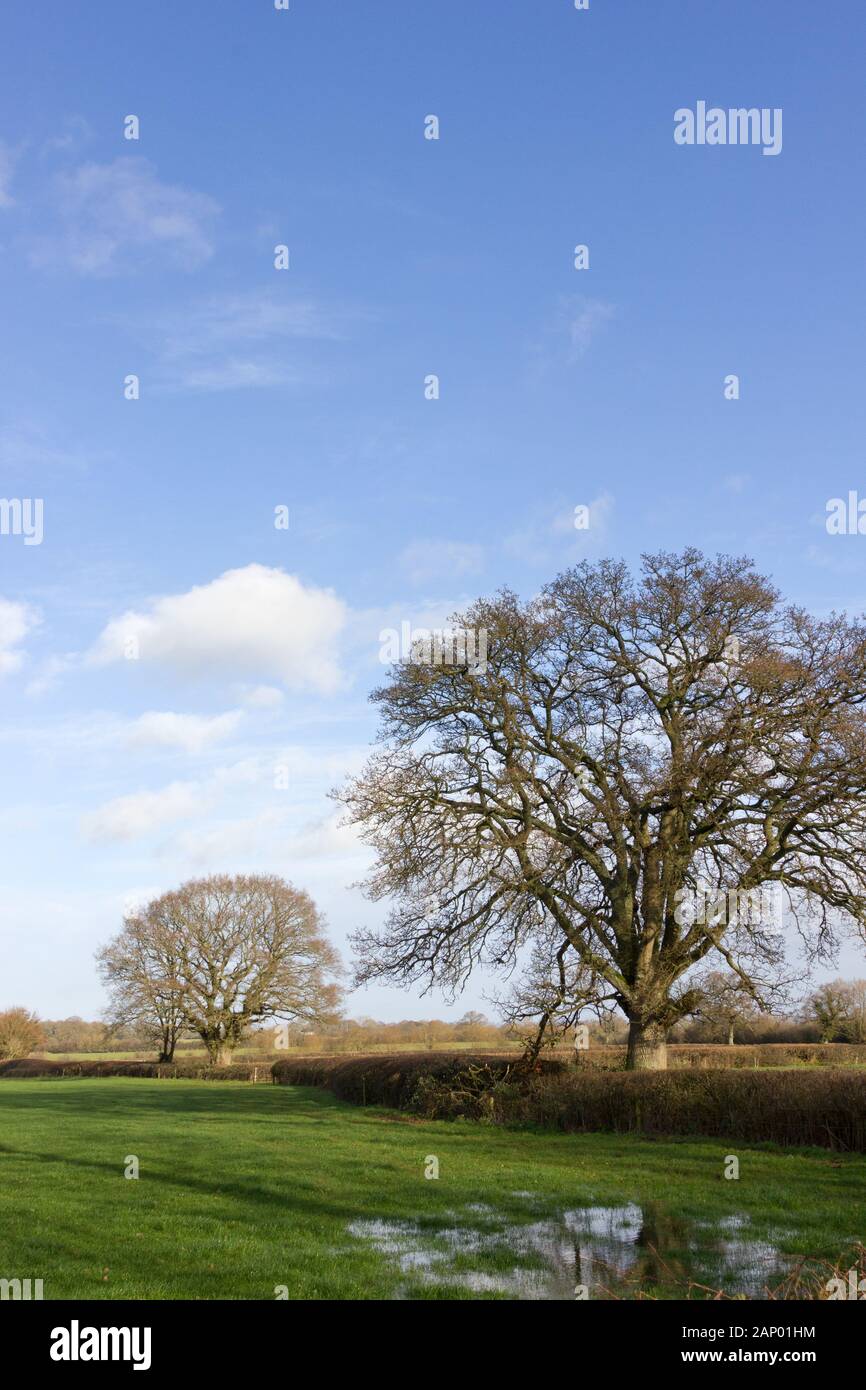 Farmland with trees Stock Photo - Alamy