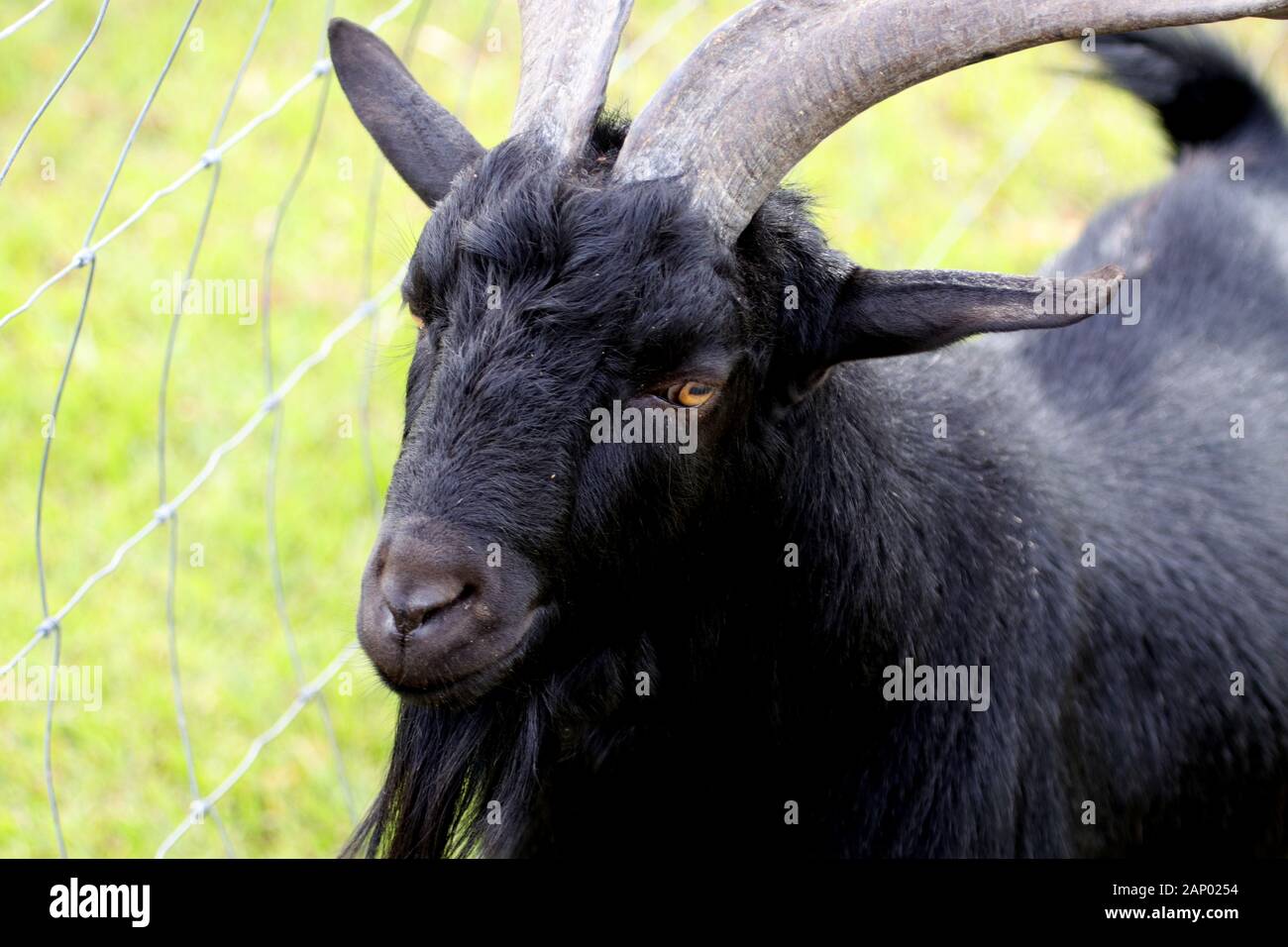 Black Male Goat