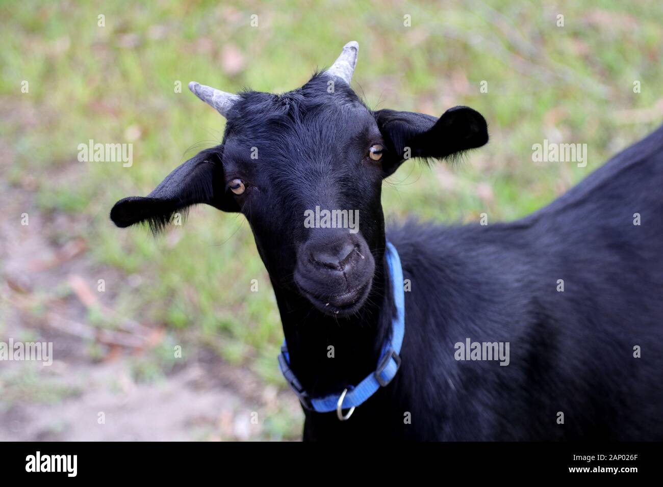 Goats. A goat looking right at the camera, very cute Stock Photo - Alamy