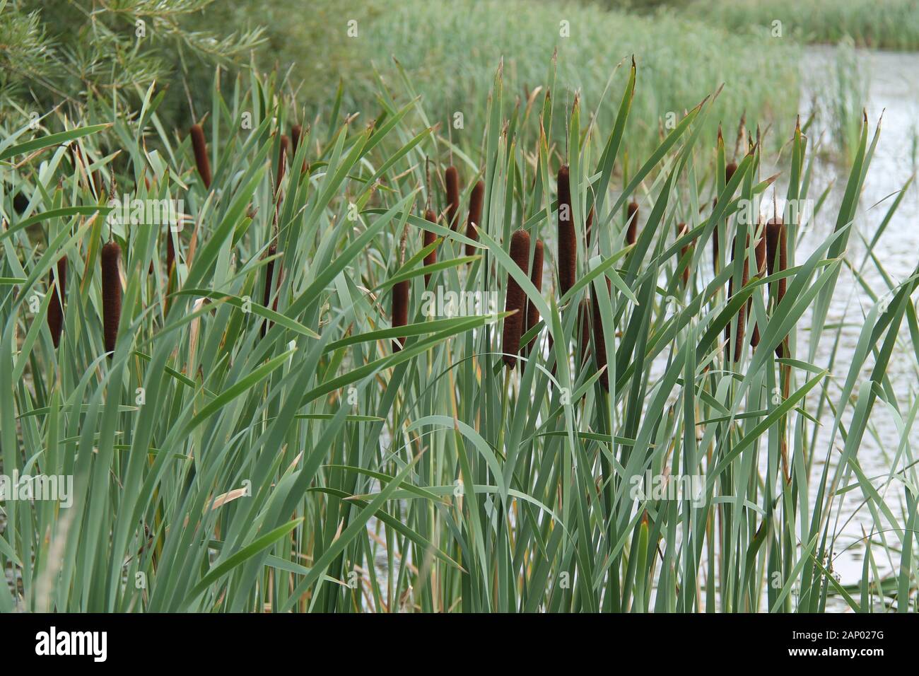 Reed plants hi-res stock photography and images - Alamy
