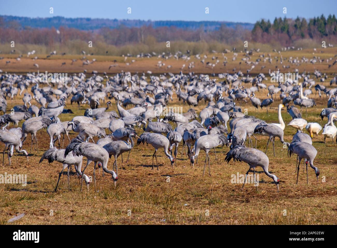 Many Cranes on a field in spring Stock Photo - Alamy