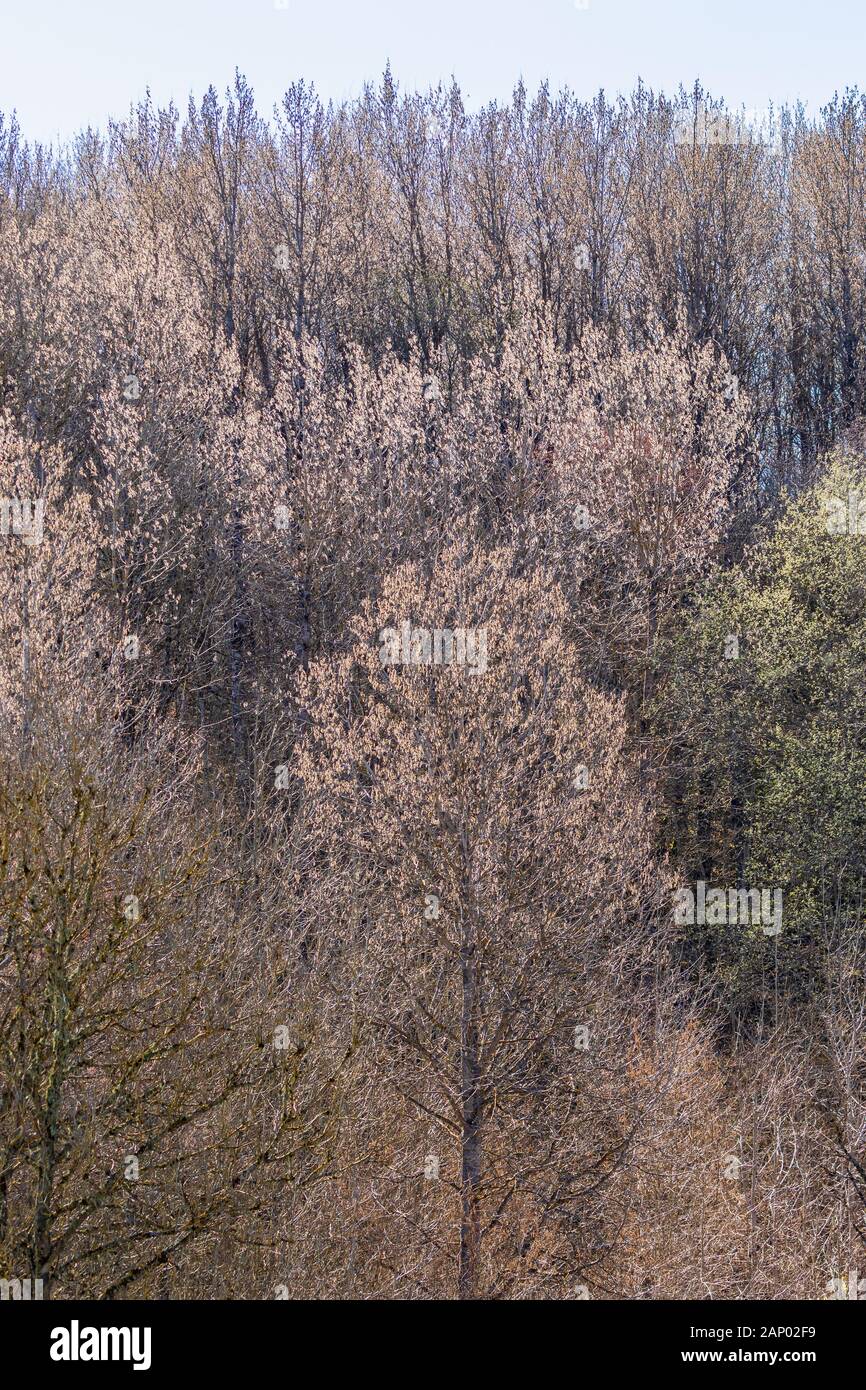 Budding trees hi-res stock photography and images - Alamy
