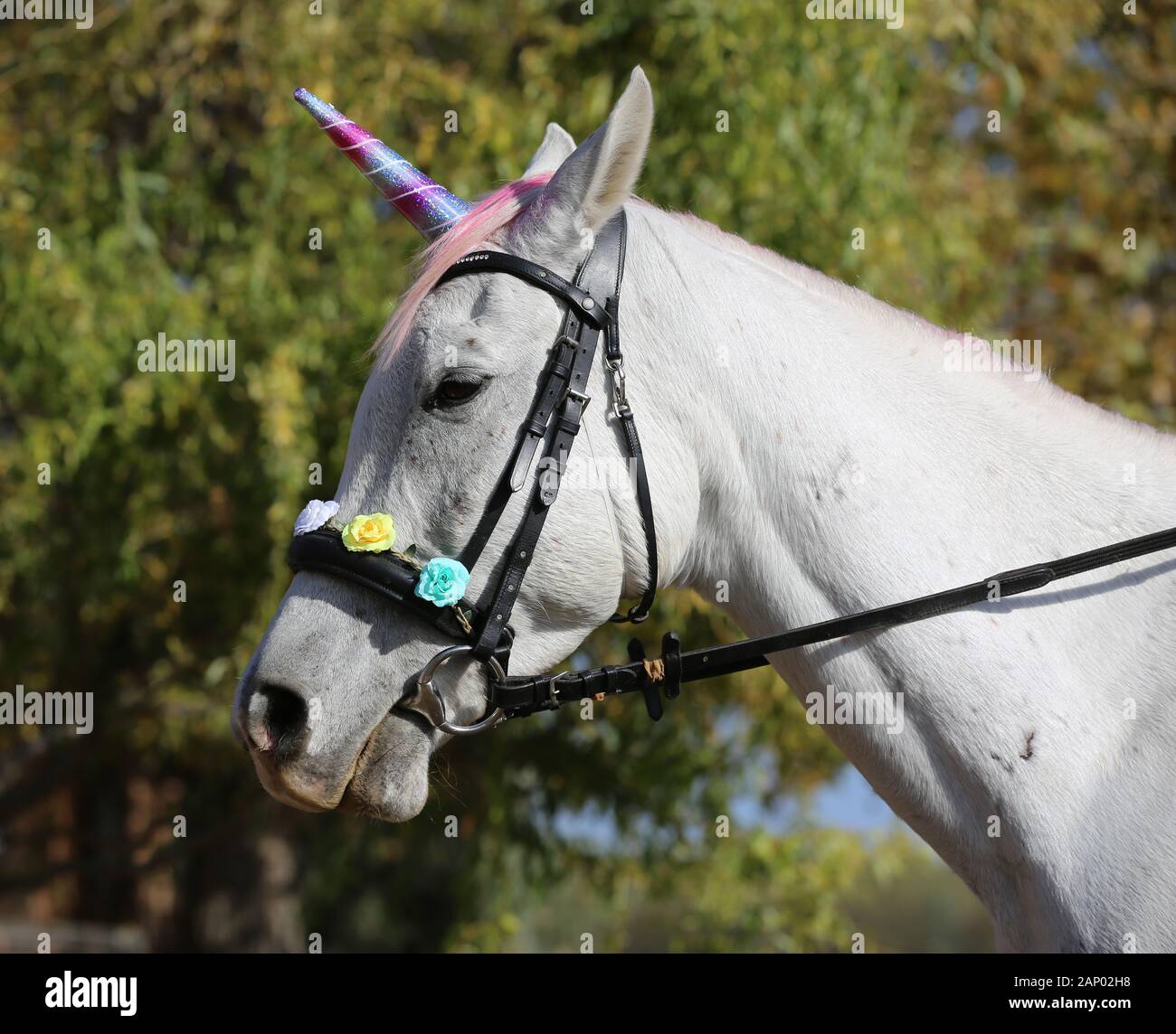 Beautiful magical unicorn horse realistic photography Stock Photo - Alamy