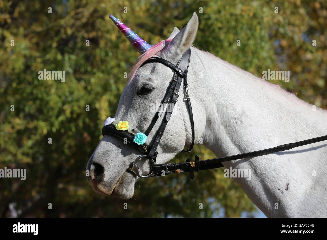 Beautiful magical unicorn horse realistic photography Stock Photo - Alamy