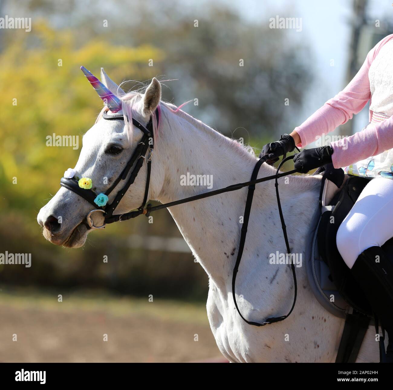 Beautiful magical unicorn horse realistic photography Stock Photo - Alamy