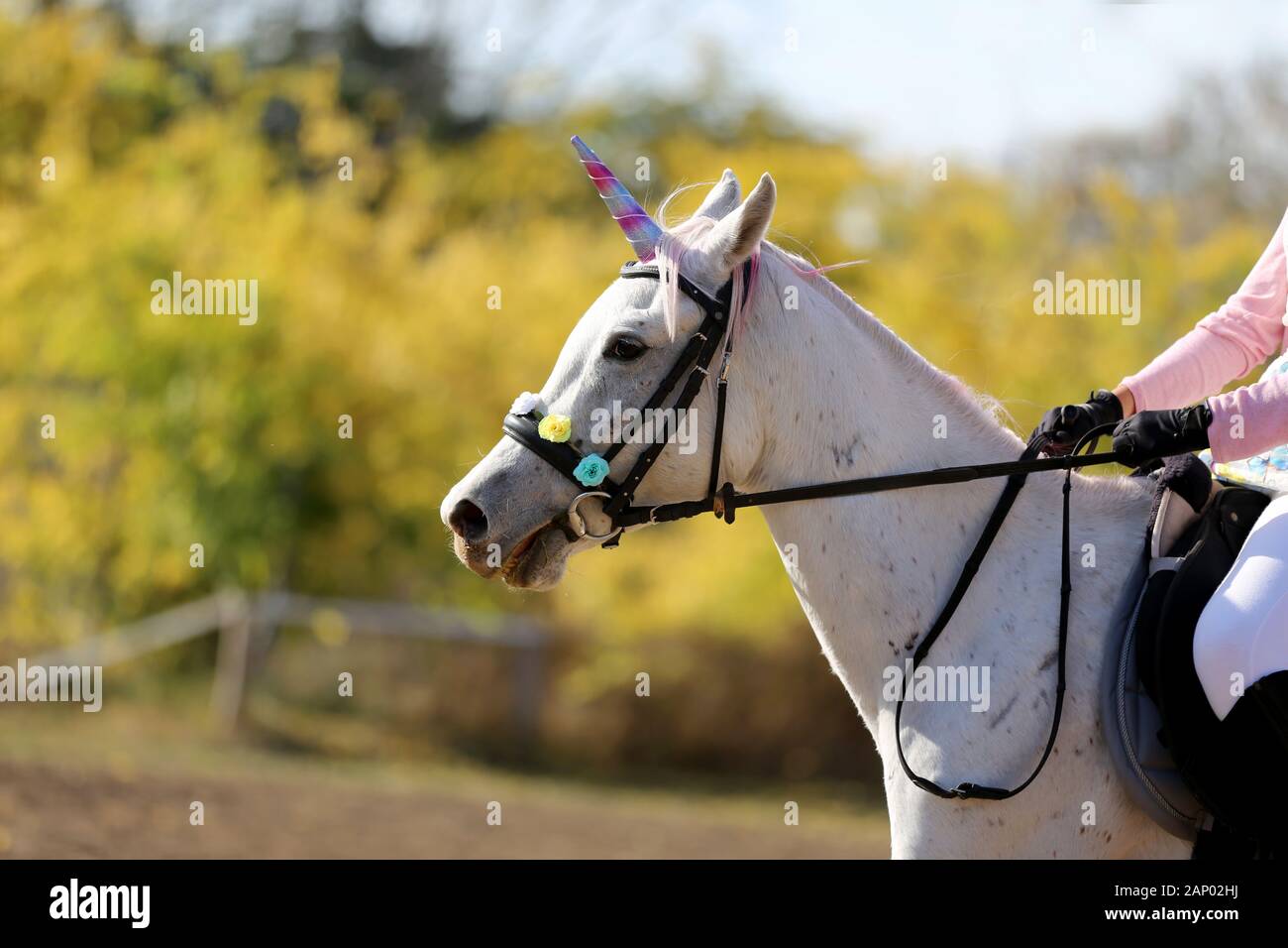 Beautiful magical unicorn horse realistic photography Stock Photo - Alamy