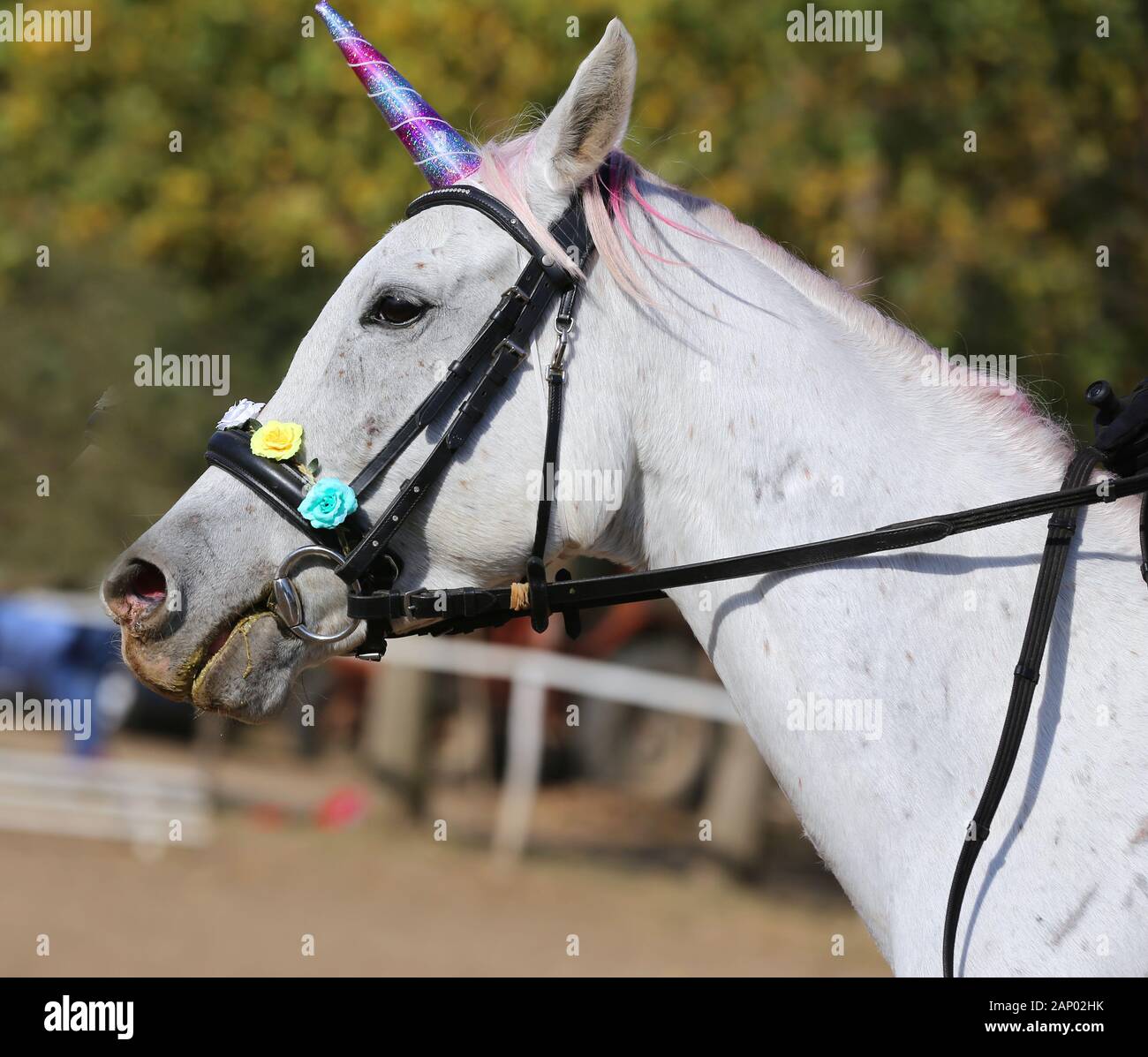 Beautiful magical unicorn horse realistic photography Stock Photo - Alamy