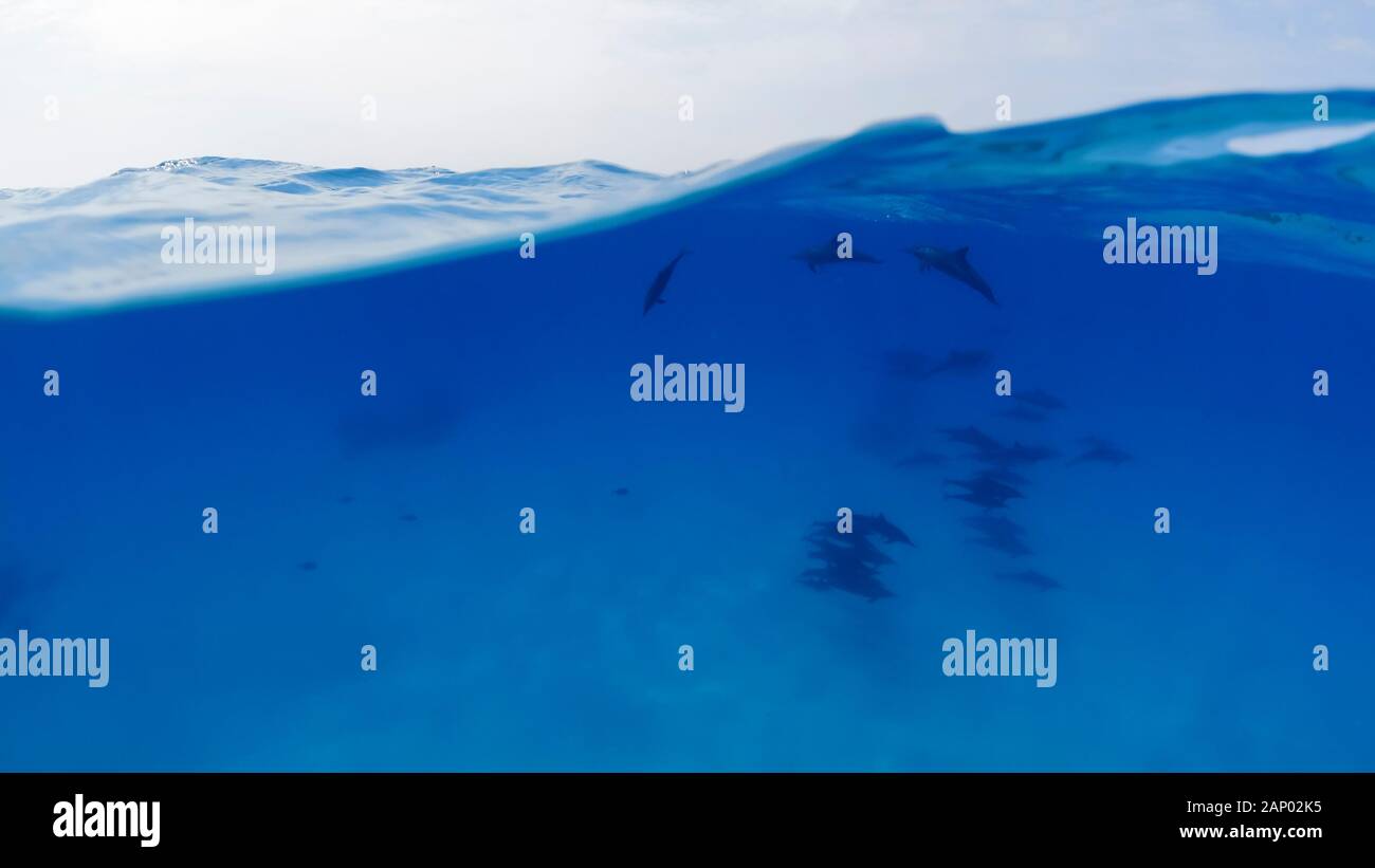 Underwater split shot photos flock of dolphins underwater on the high ...