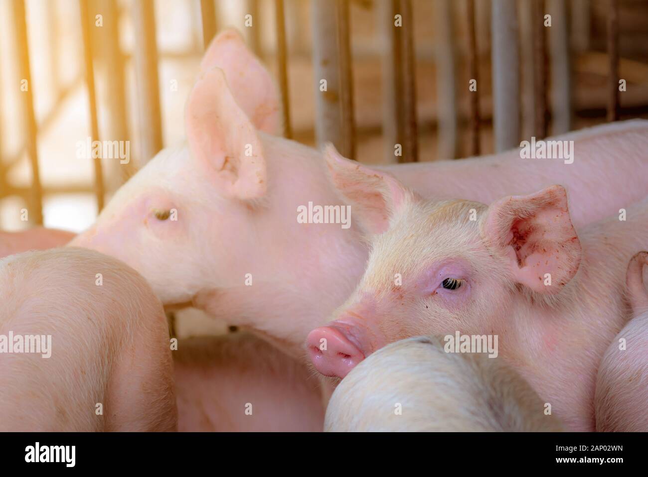 Little pig in farm. Small pink piglet. African swine fever and swine ...