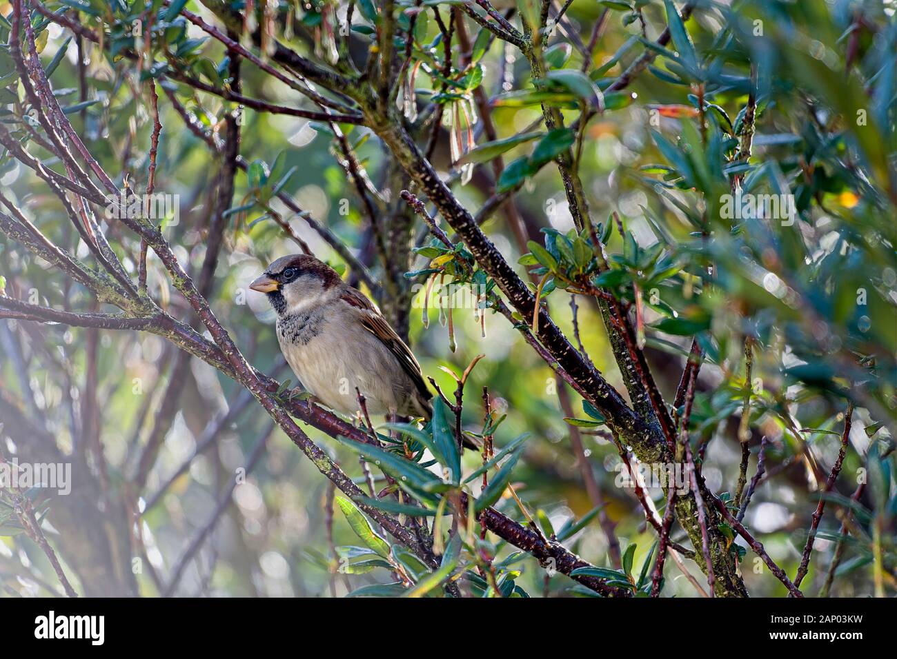 Hedge sparrow alert hi-res stock photography and images - Alamy