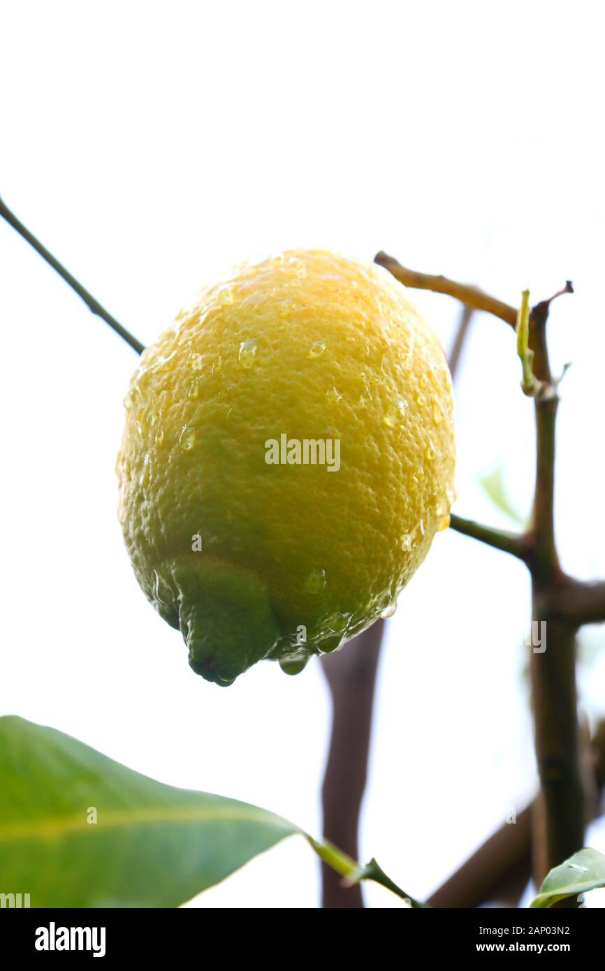 Healthy lemon tree hi-res stock photography and images - Alamy