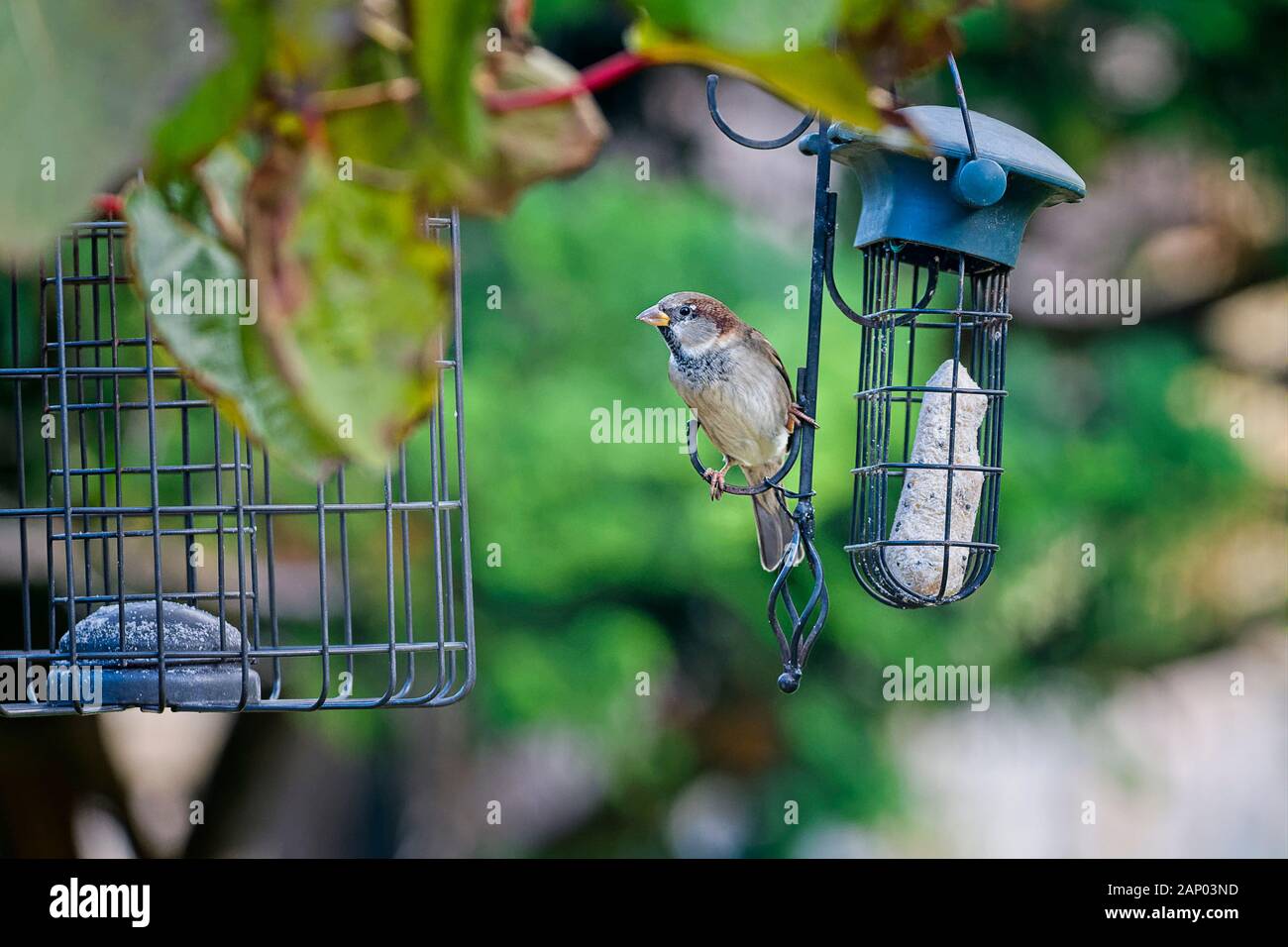 Garden bird on feeder Stock Photo - Alamy