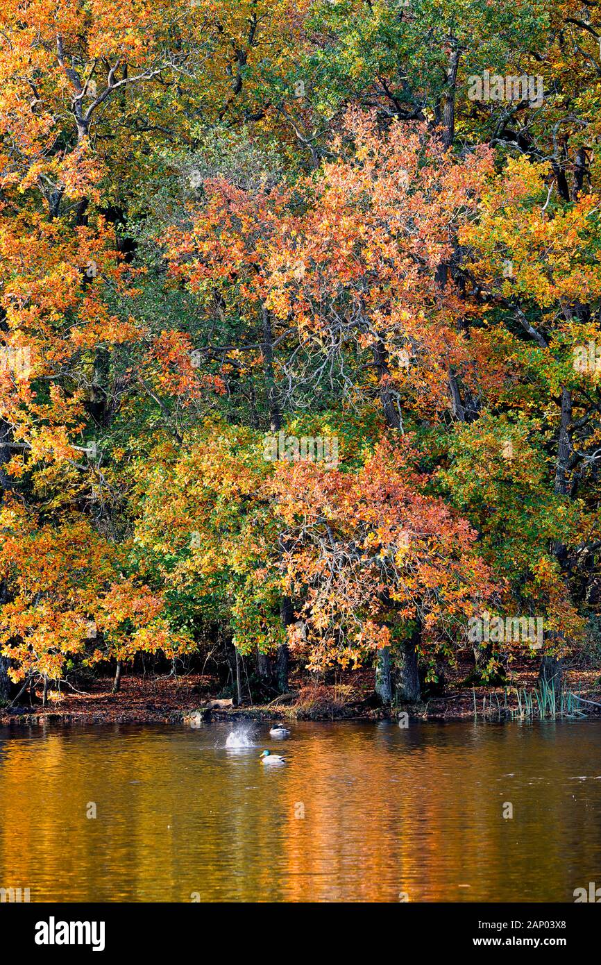 Autumn colour in the New Forest southern ENgland UK Stock Photo - Alamy
