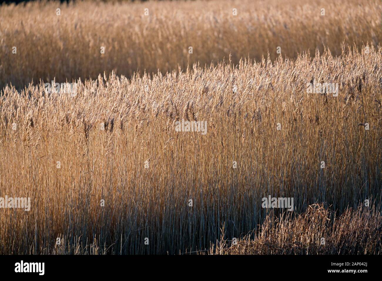 Norfolk winter reed beds hi-res stock photography and images - Alamy