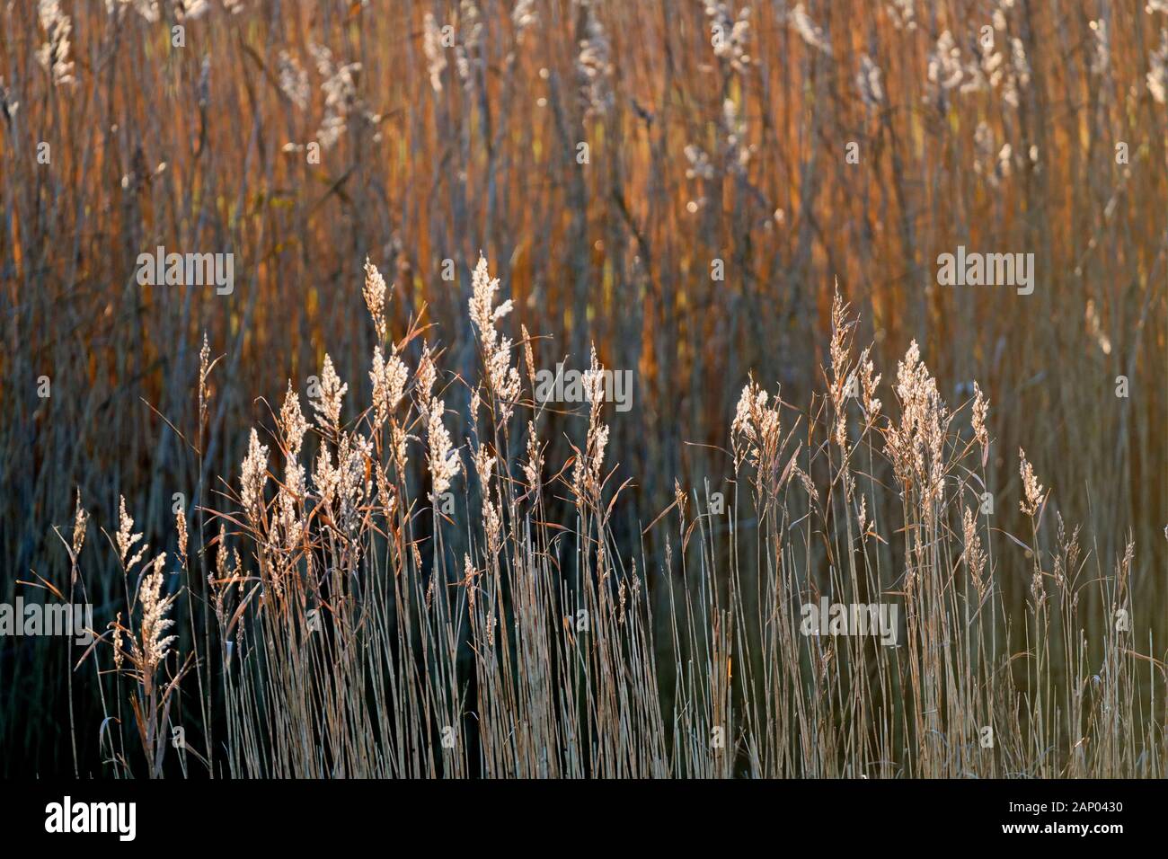 Norfolk winter reed beds hi-res stock photography and images - Alamy