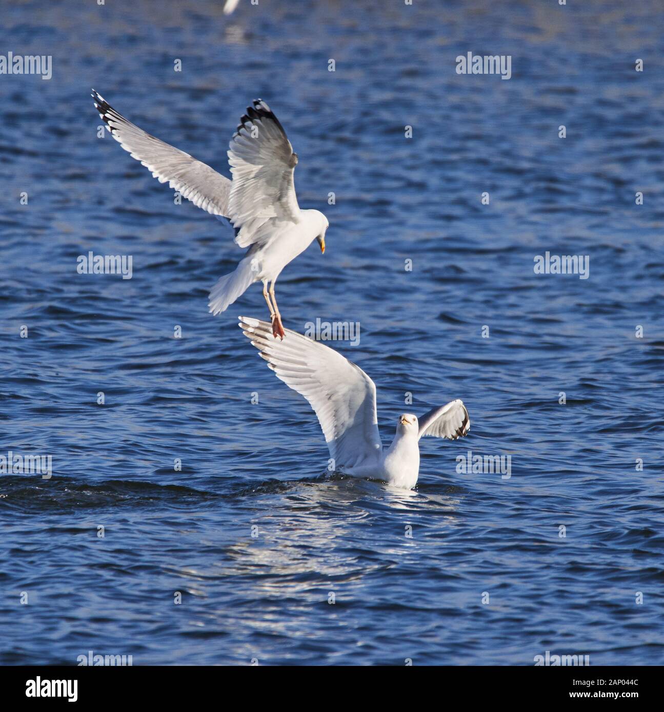 Two seagulls fighting on water Stock Photo - Alamy