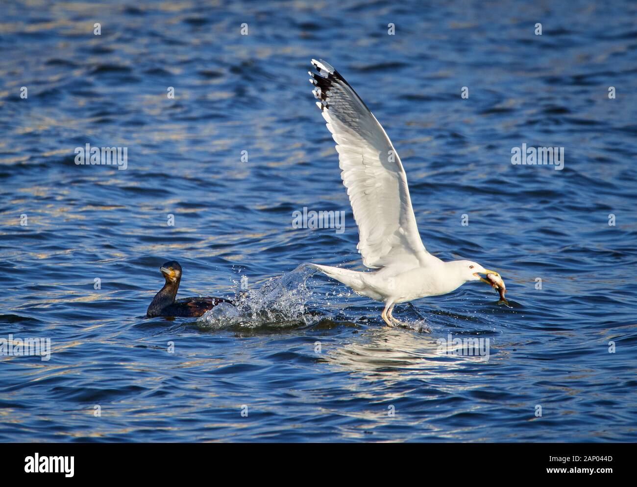 Seagull attacking hi-res stock photography and images - Alamy