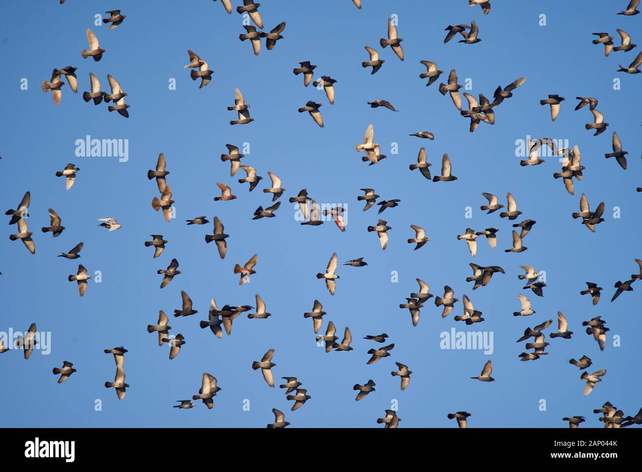 A swarm of pigeons flying against blue sky Stock Photo - Alamy