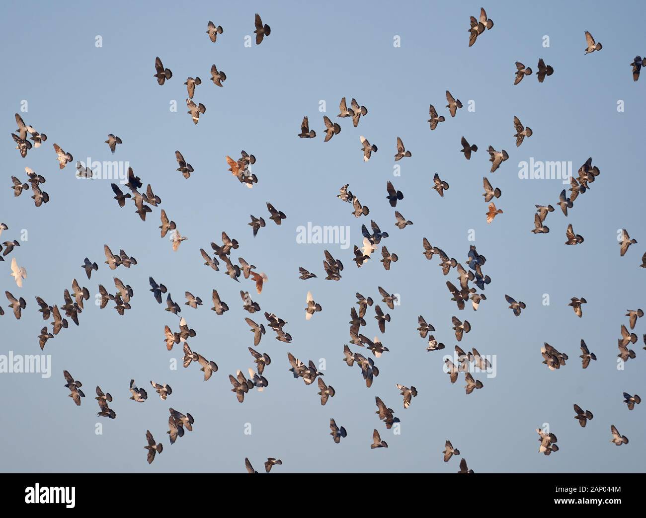 A swarm of pigeons flying against blue sky Stock Photo - Alamy