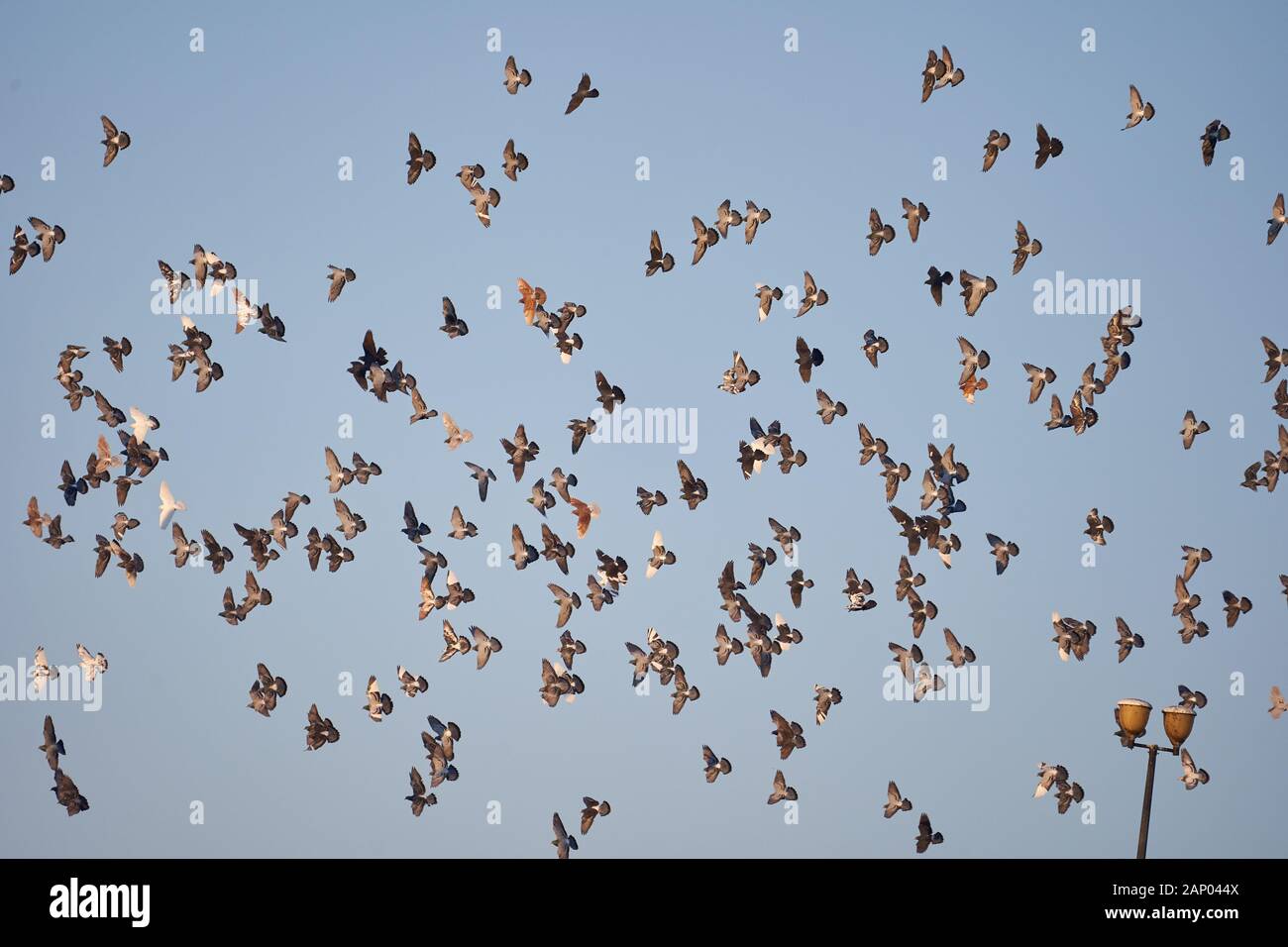 A swarm of pigeons flying against blue sky Stock Photo - Alamy