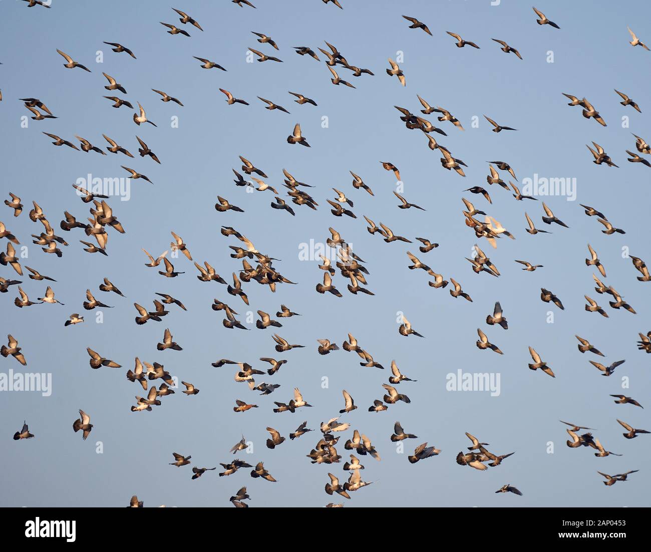 A swarm of pigeons flying against blue sky Stock Photo - Alamy