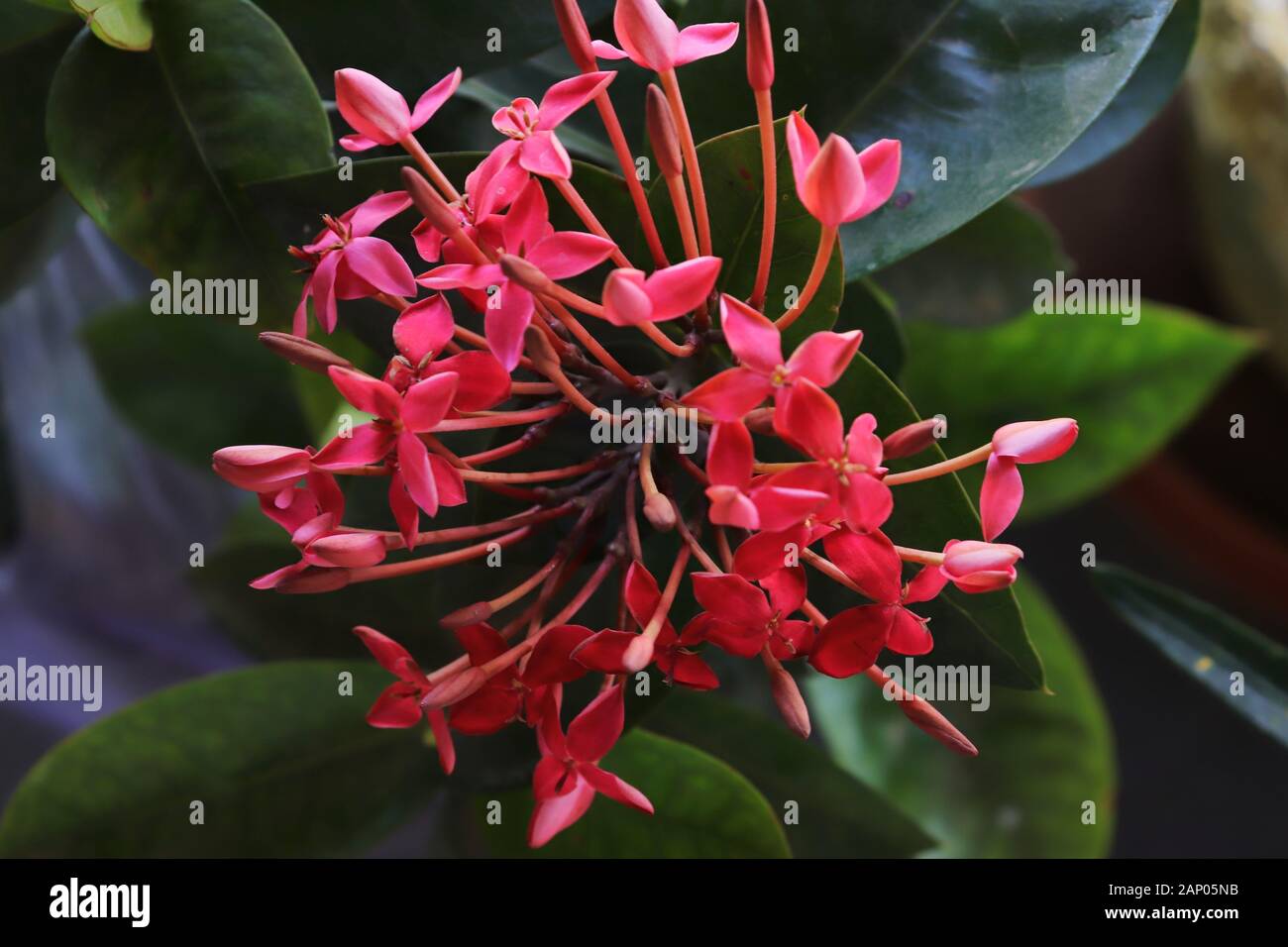 Red ixora coccinea flowers in the home balcony garden Stock Photo - Alamy